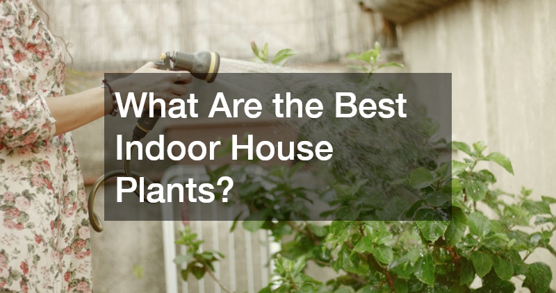 What Are the Best Indoor House Plants? - Spectrum Magazine